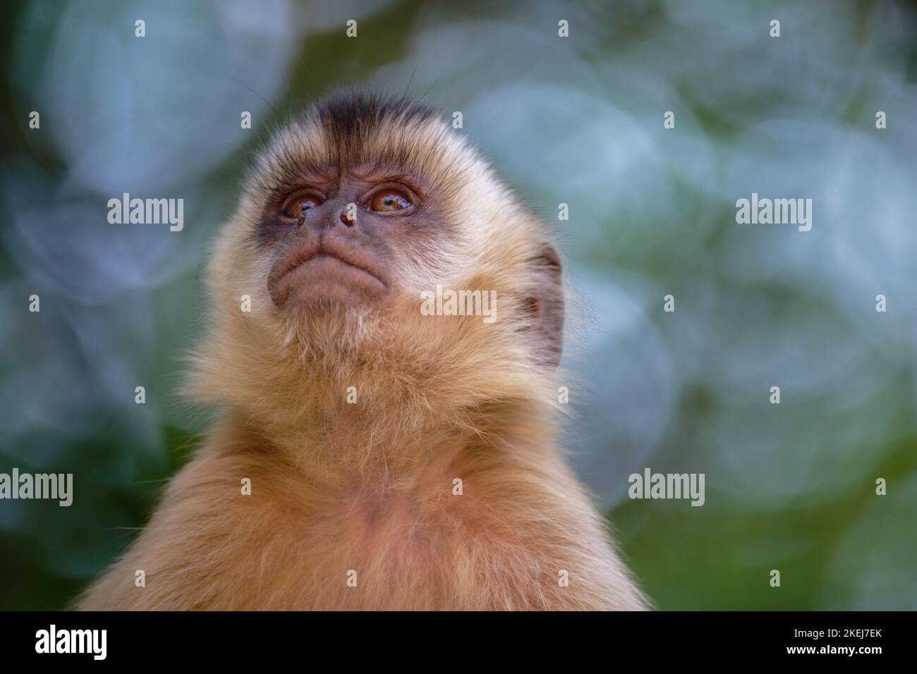 Capuchin monkey portrait head Stock Photo - Alamy