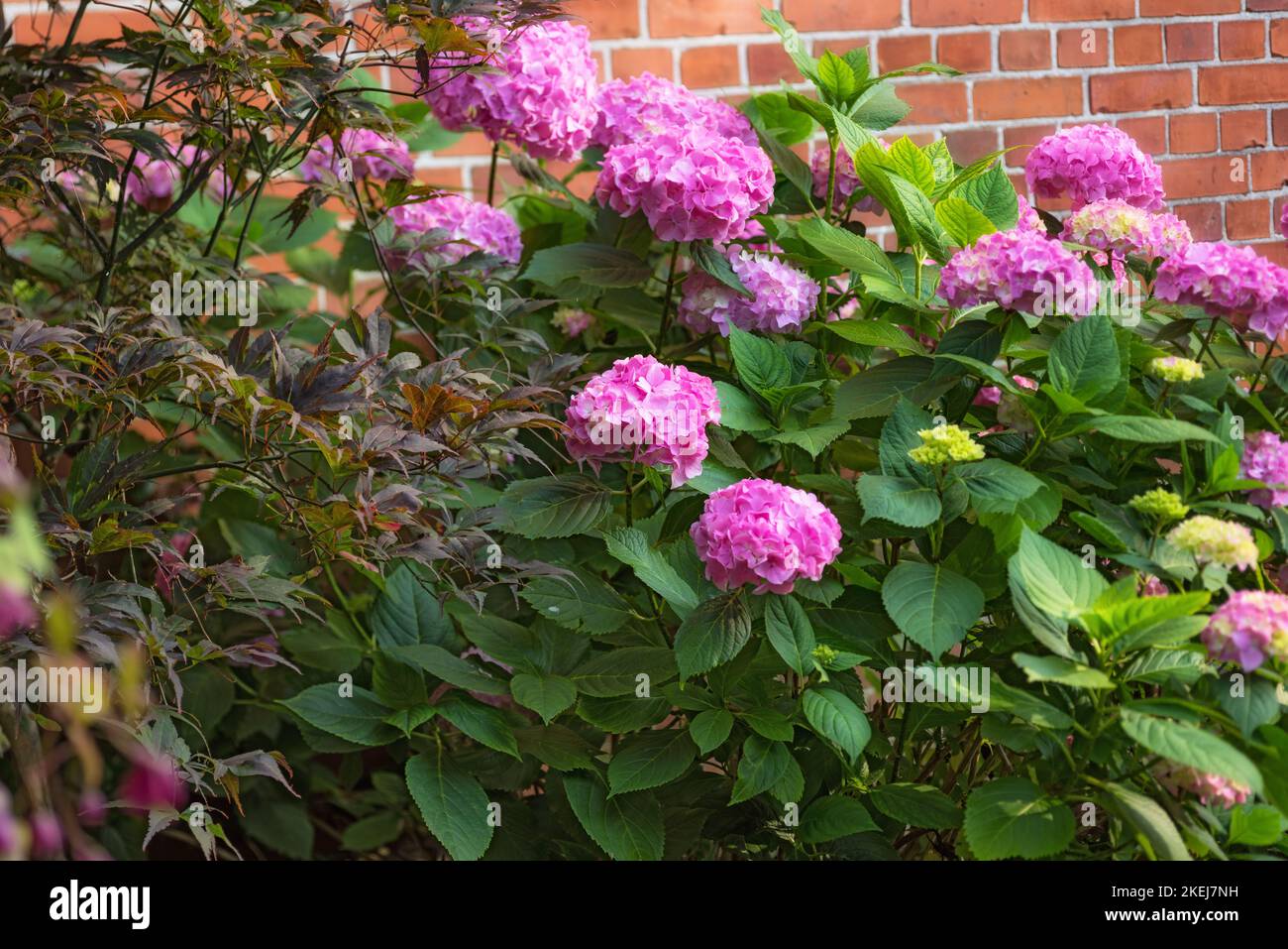 Beautiful budding flowers. garden flowers growing outside Stock Photo ...