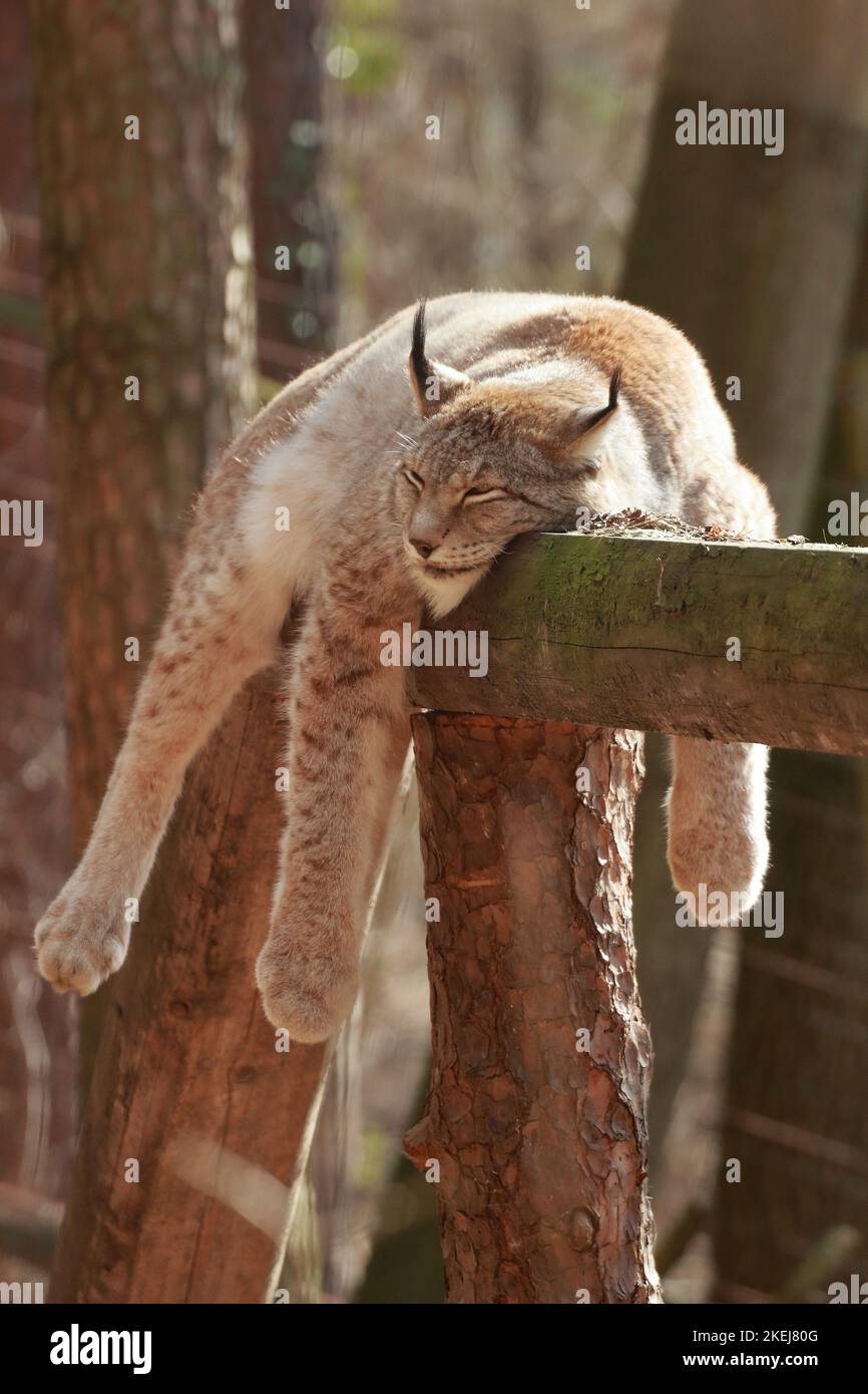 A vertical shot of a Canadian lynx lying on a tree Stock Photo - Alamy