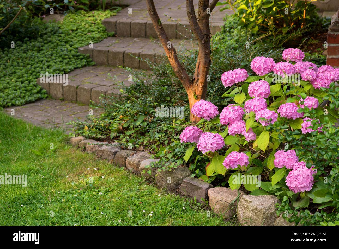 Beautiful shot plants growing hi-res stock photography and images - Alamy