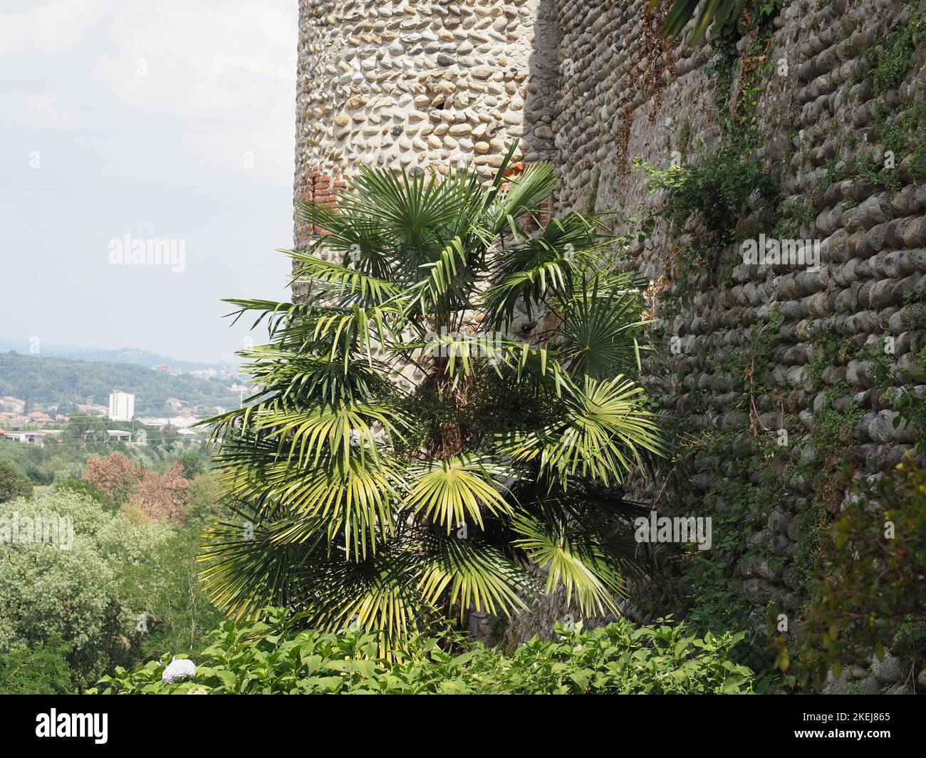 palm tree scientific classification Arecaceae by ancient stone wall ...