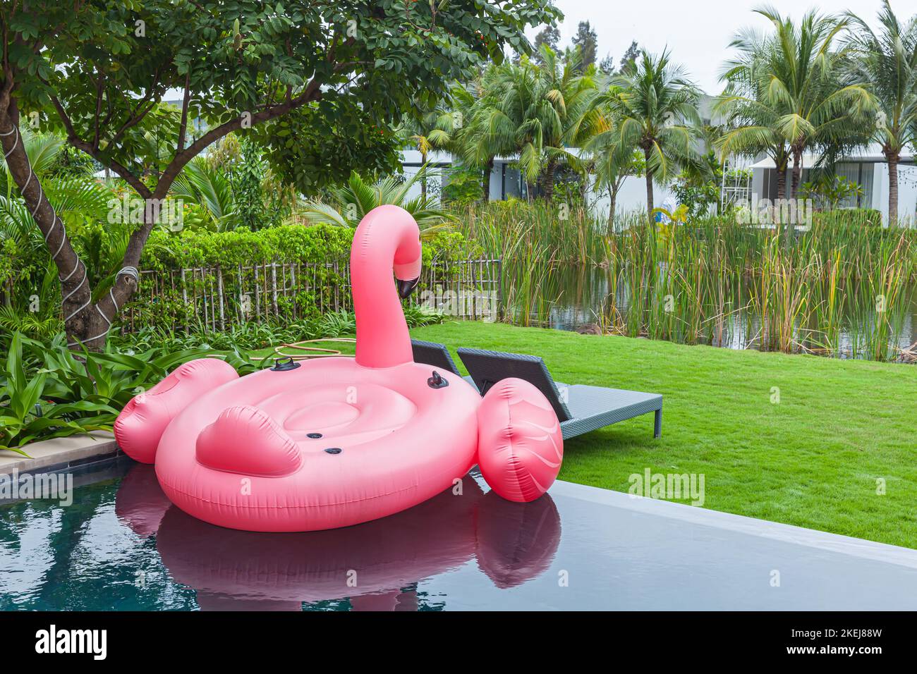 Inflatable pink plastic flamingo floating on the swimming pool with ...