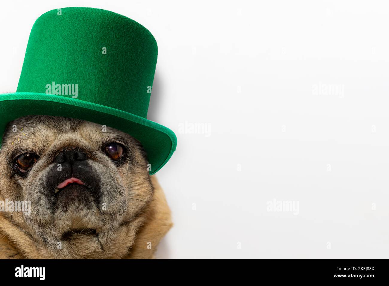 St. Patrick's Day. Pug dog in a leprechaun hat on a white background ...