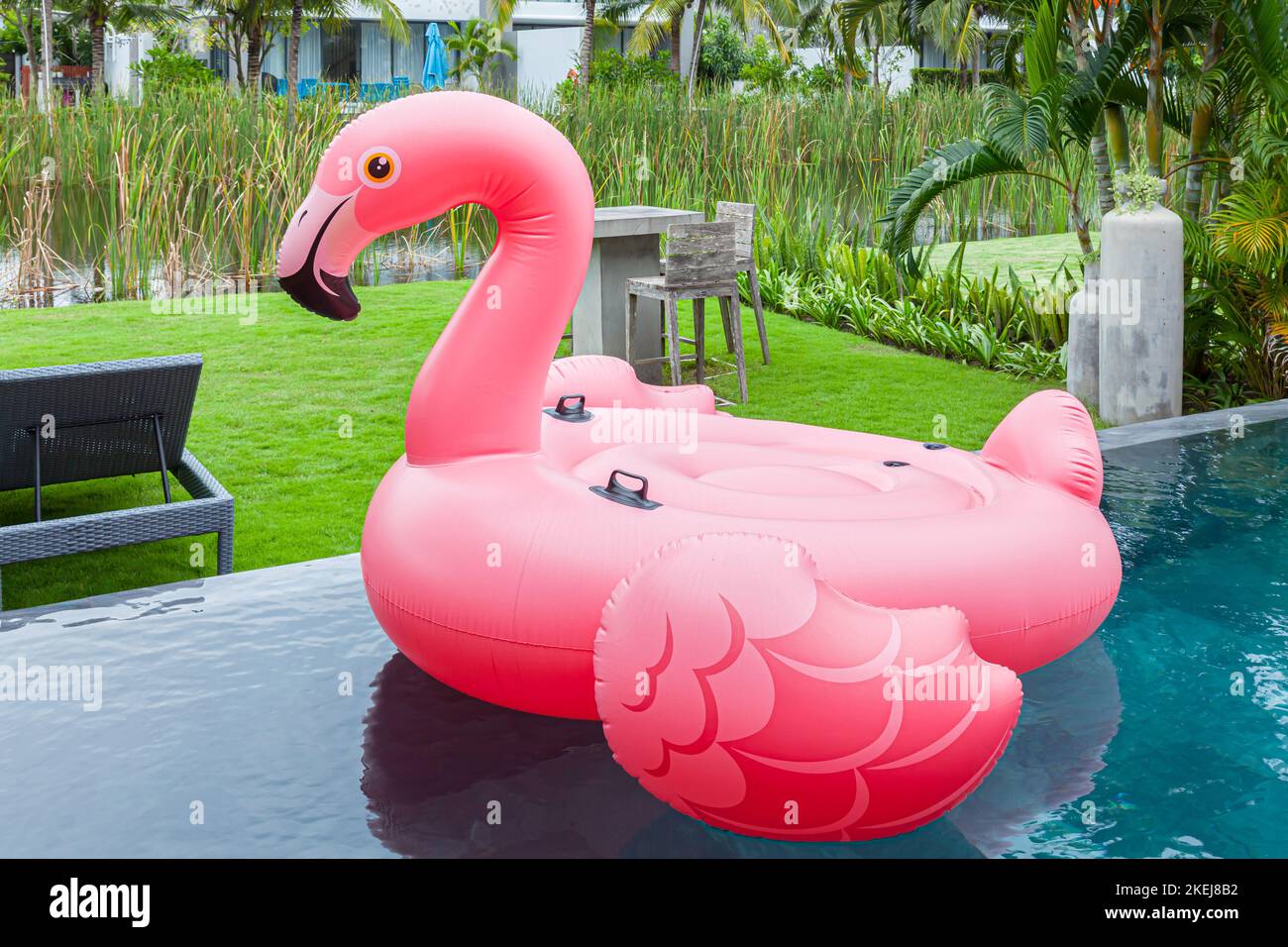 Inflatable pink plastic flamingo floating on the swimming pool with ...