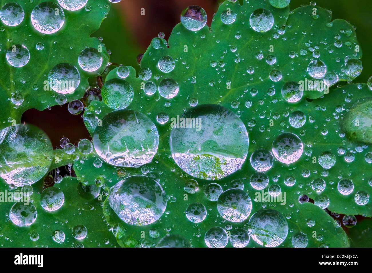 Centella asiatica leaves green water hi-res stock photography and ...