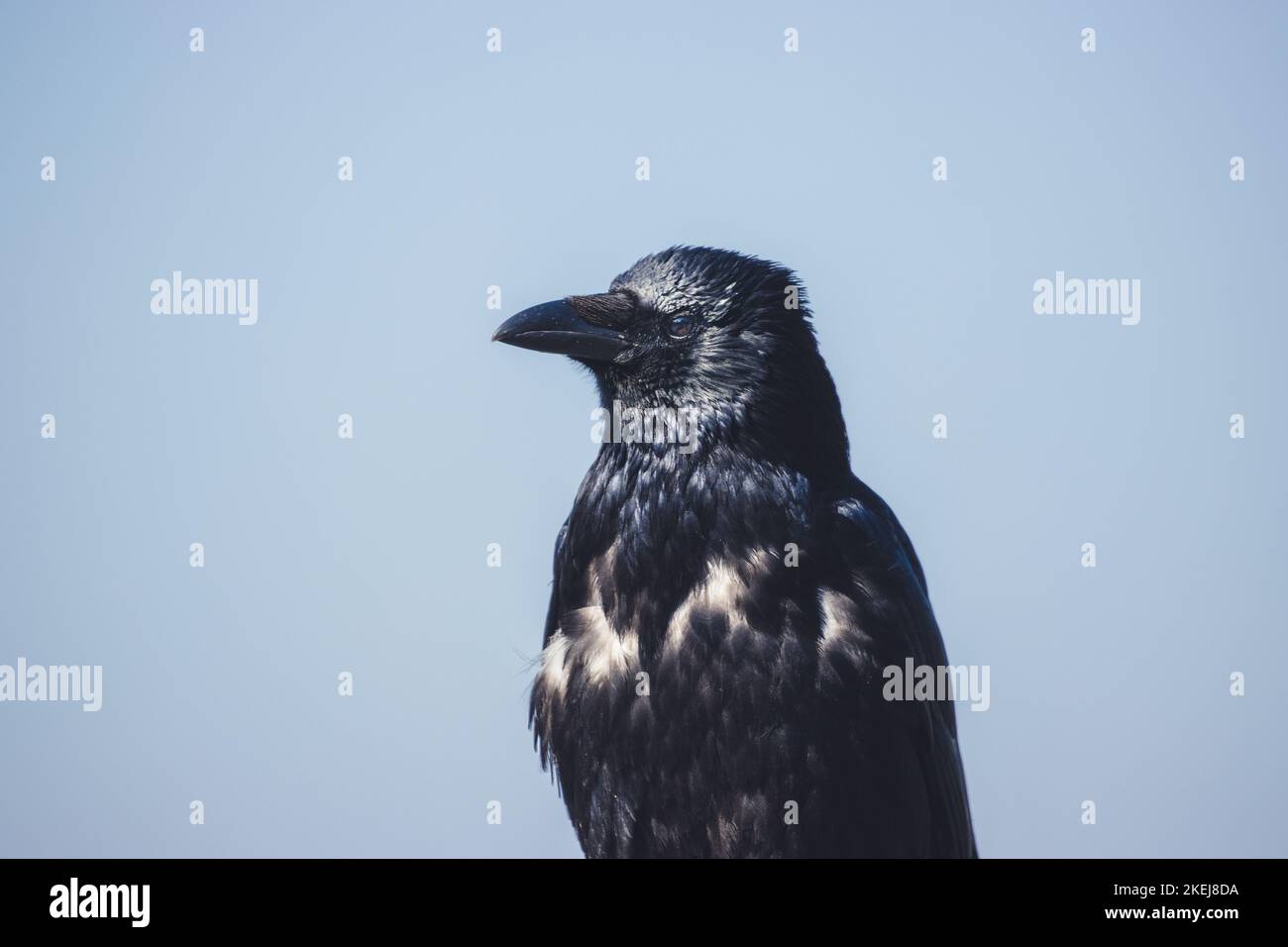 A closeup side profile of a raven against a blue sky Stock Photo - Alamy