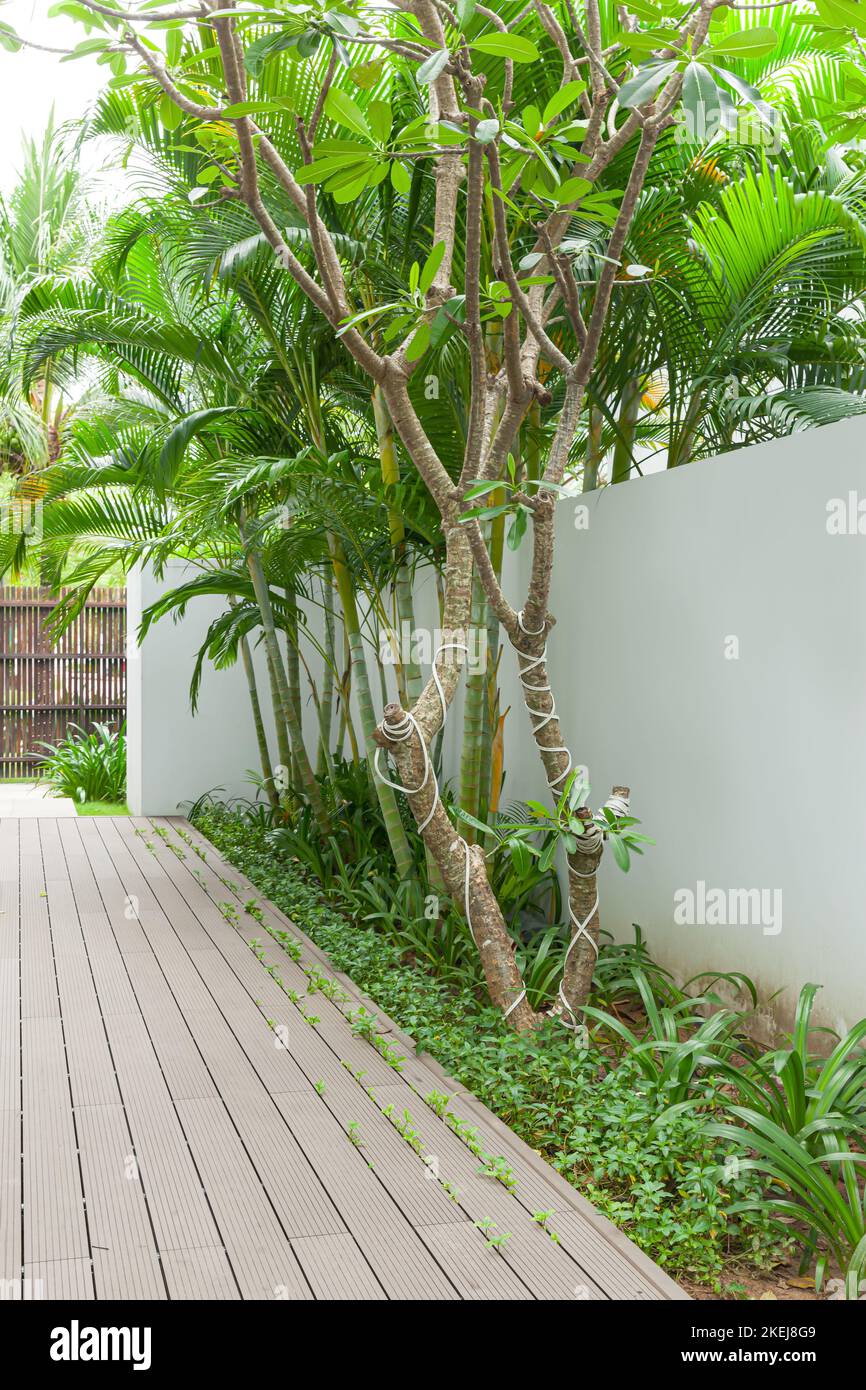 Courtyard garden with green palm tree, white concrete wall and wooden ...