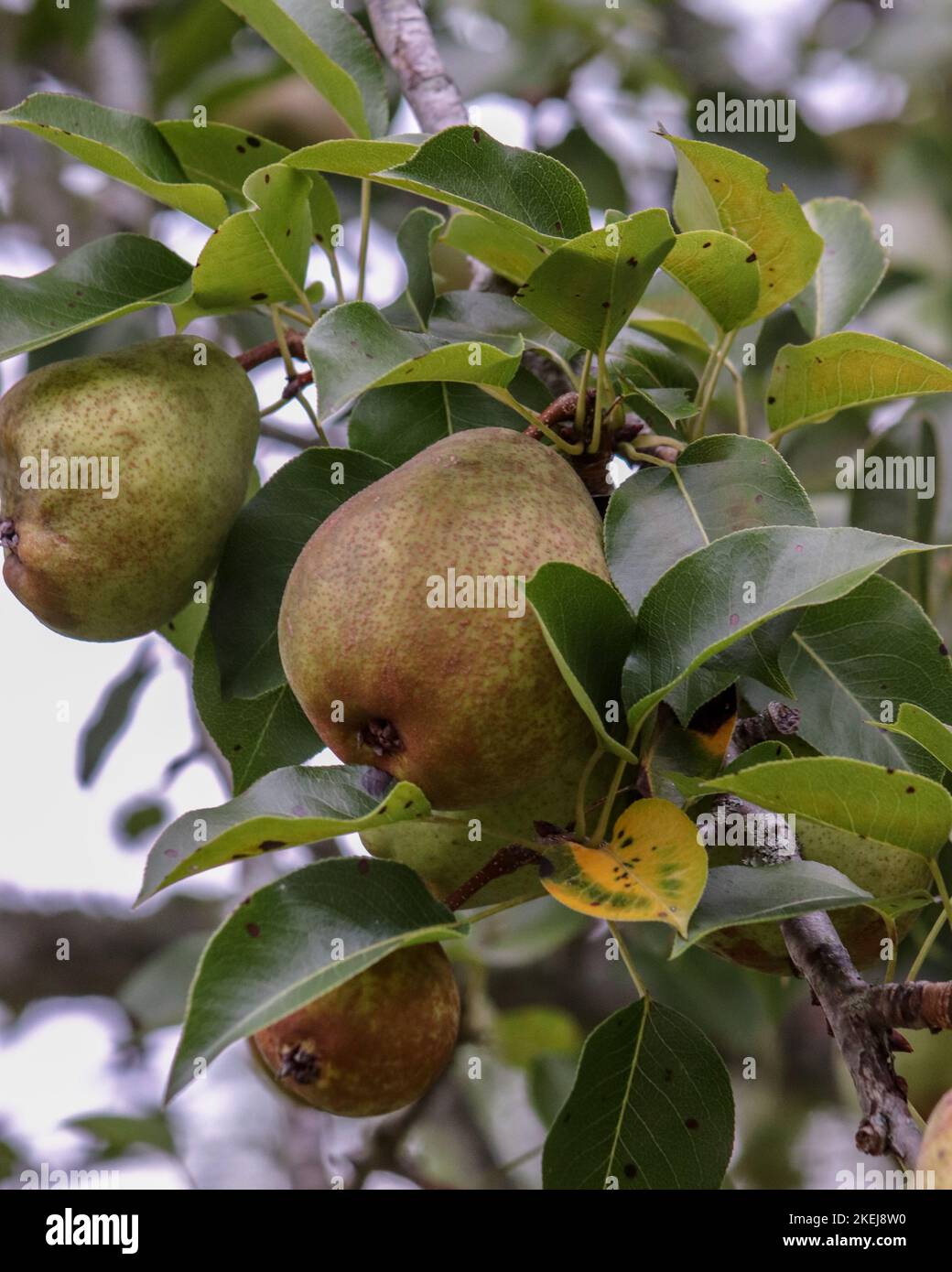Pears hanging from tree hi-res stock photography and images - Alamy