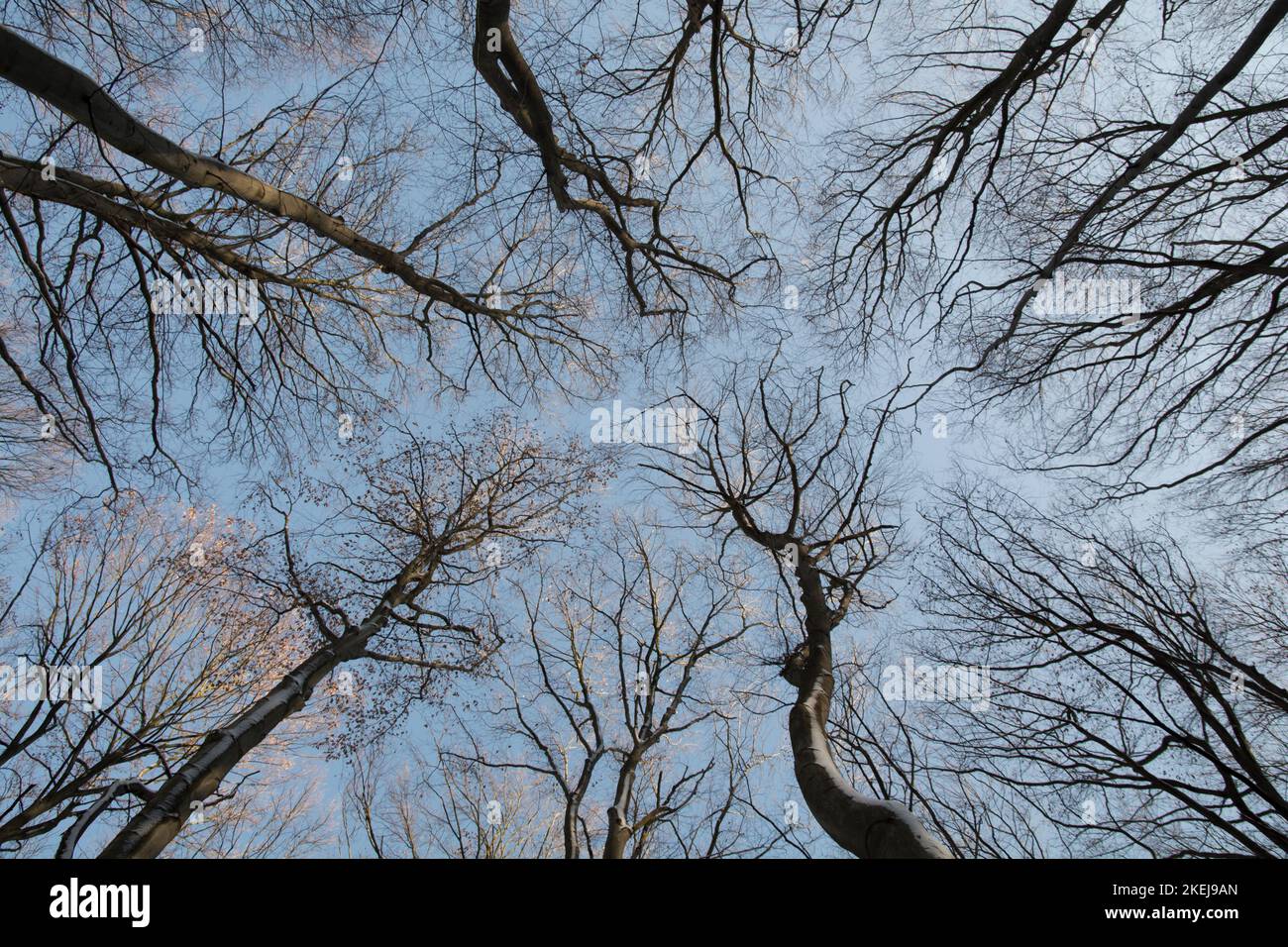 trees from below at autum Stock Photo - Alamy