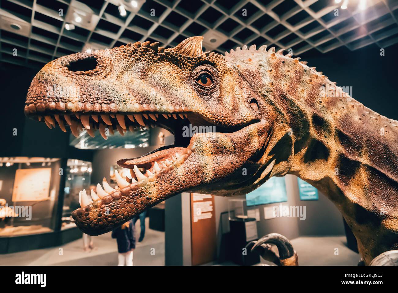 26 July 2022, Munster Natural History Museum, Germany: Allosaurus ...