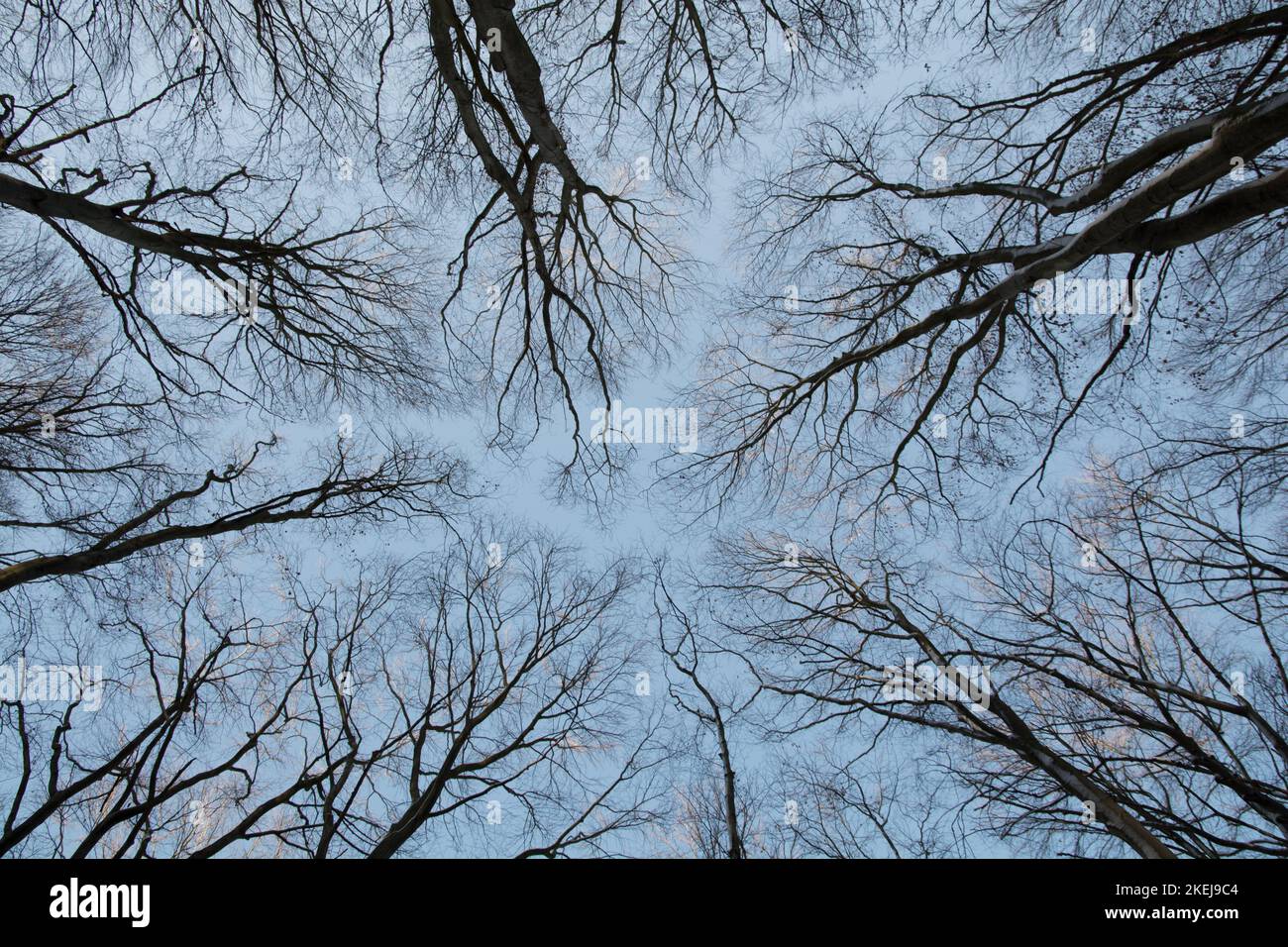 trees from below at autum Stock Photo - Alamy