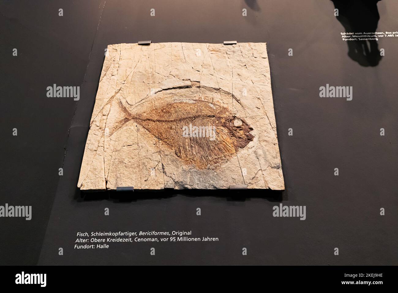 26 July 2022, Munster, Germany: Fossilized remains of ancient fish from ...