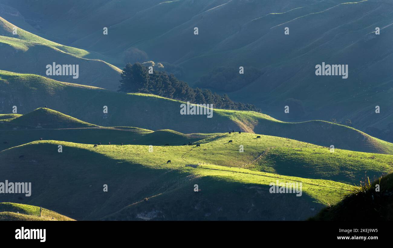 Cows grazing on the rolling hills of Te Mata Peak, afternoon sun ...