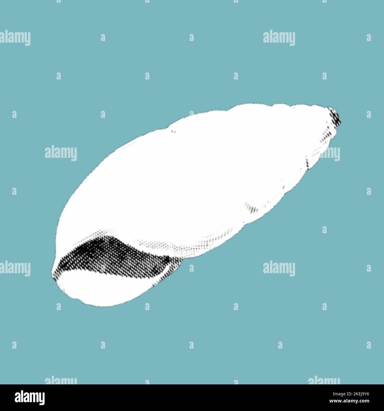 Graphic engraving of a seashell.Realistic shells illustration Stock ...