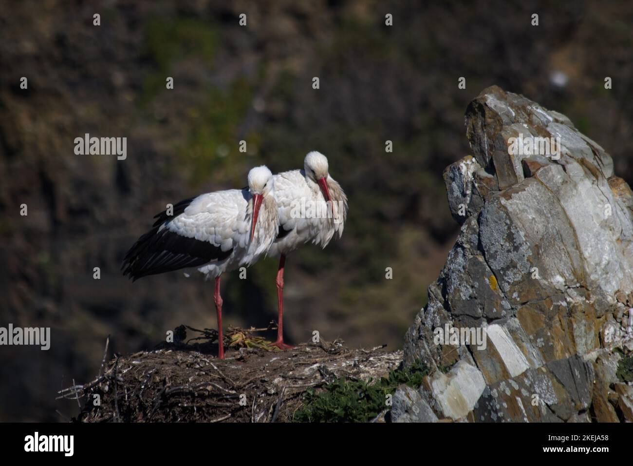 The two white storks standing on a rock Stock Photo - Alamy