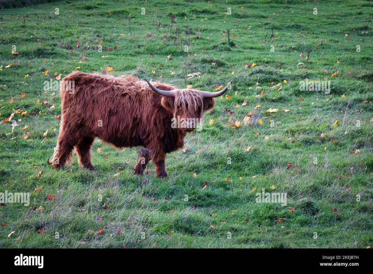 A highland cow in a field at autumn time in the scottish Highlands ...