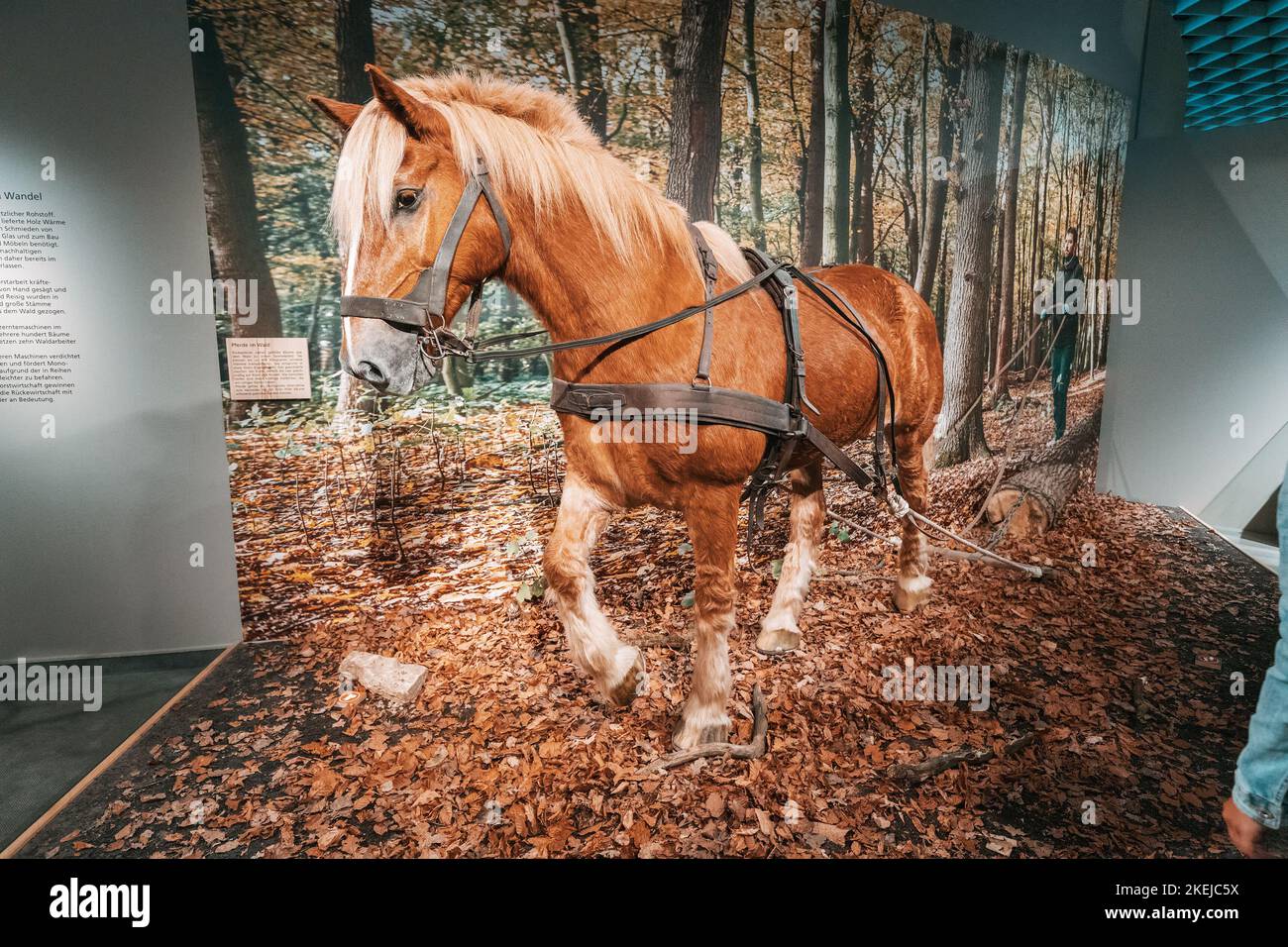 26 July 2022, Munster, Germany: The horse is engaged in heavy labor in ...