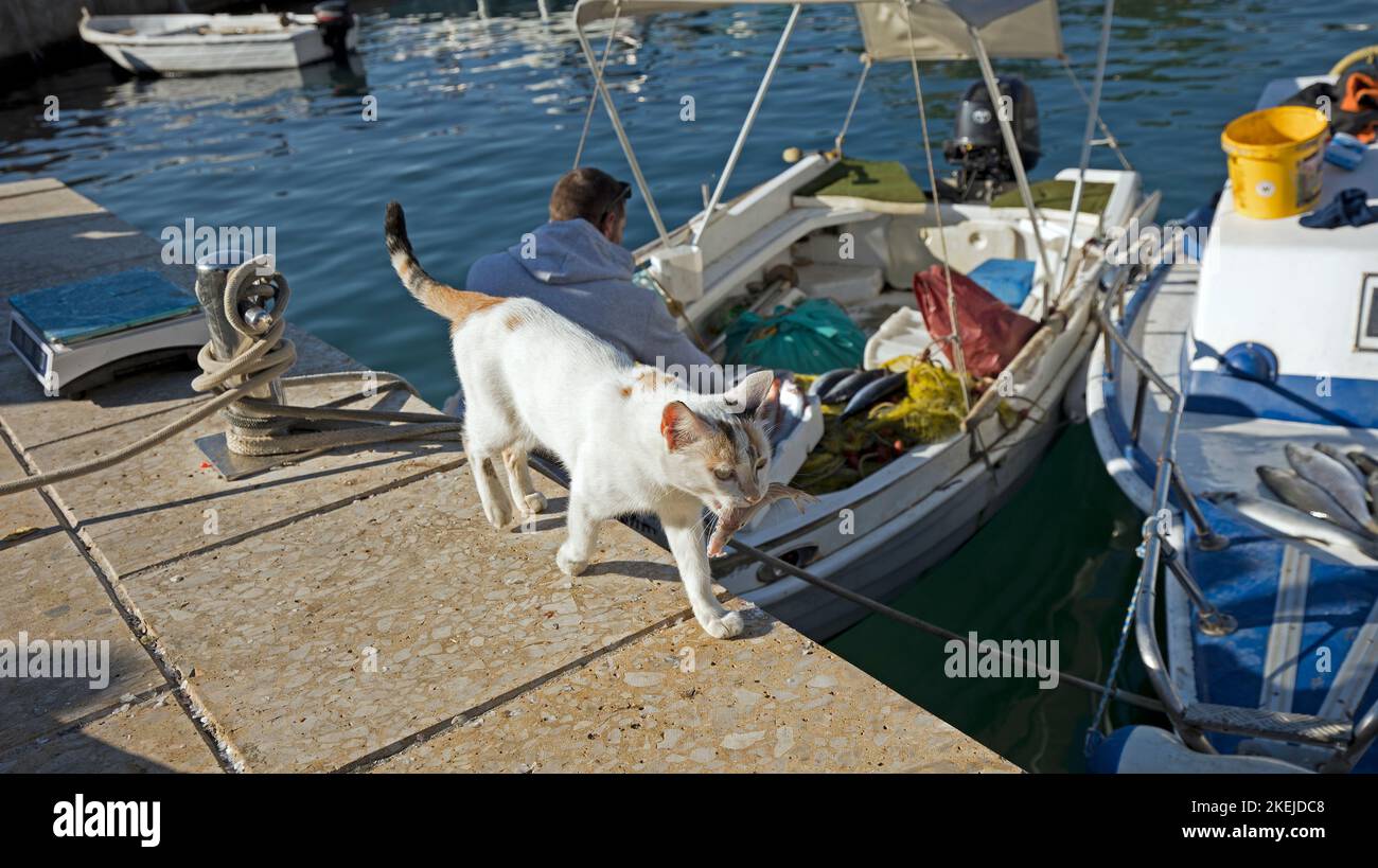 Cat steals a fish from a fishing boat, Saranda, Republic of Albania ...