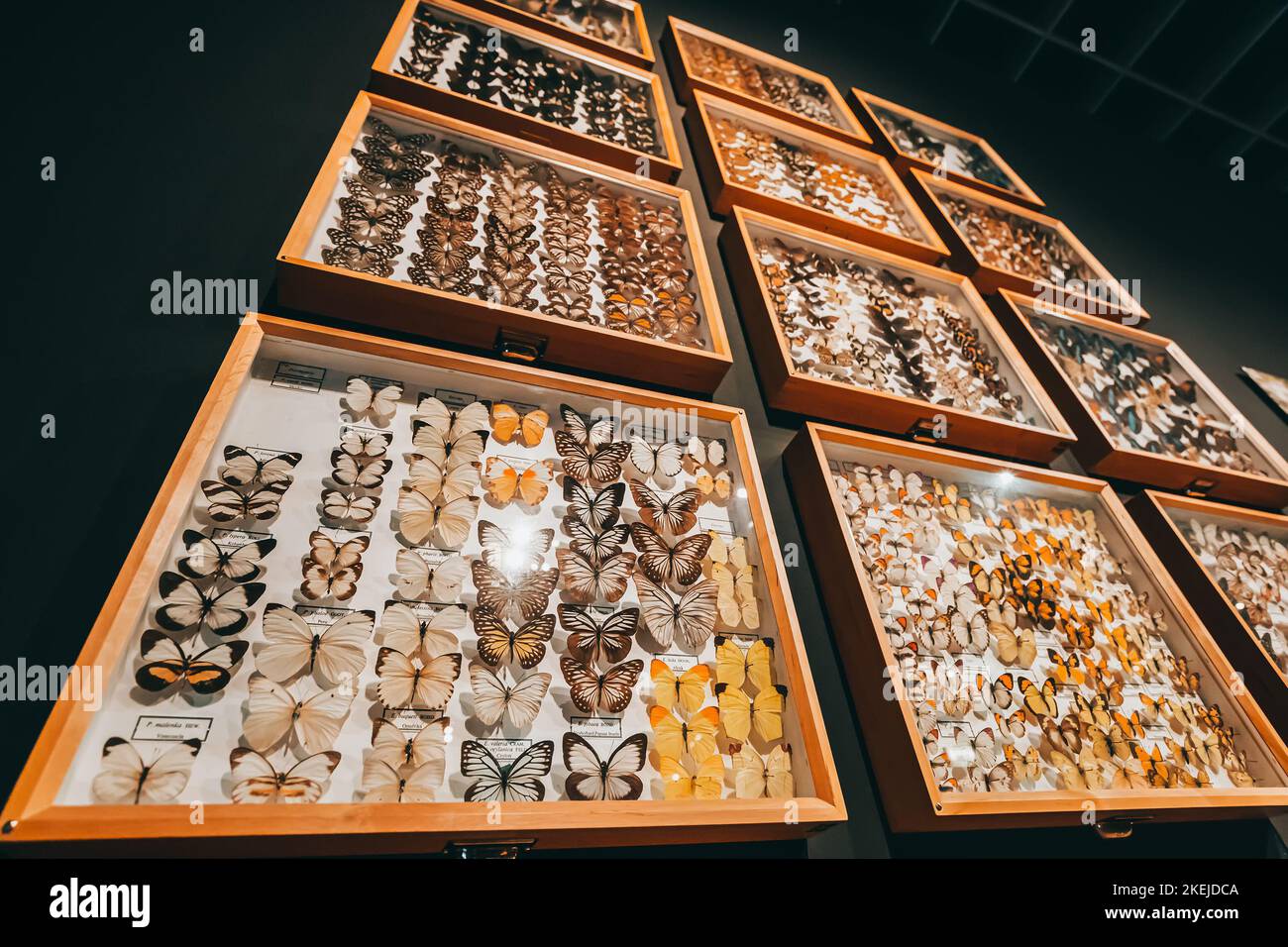 26 July 2022, Munster, Germany: Butterfly collection on display at the ...