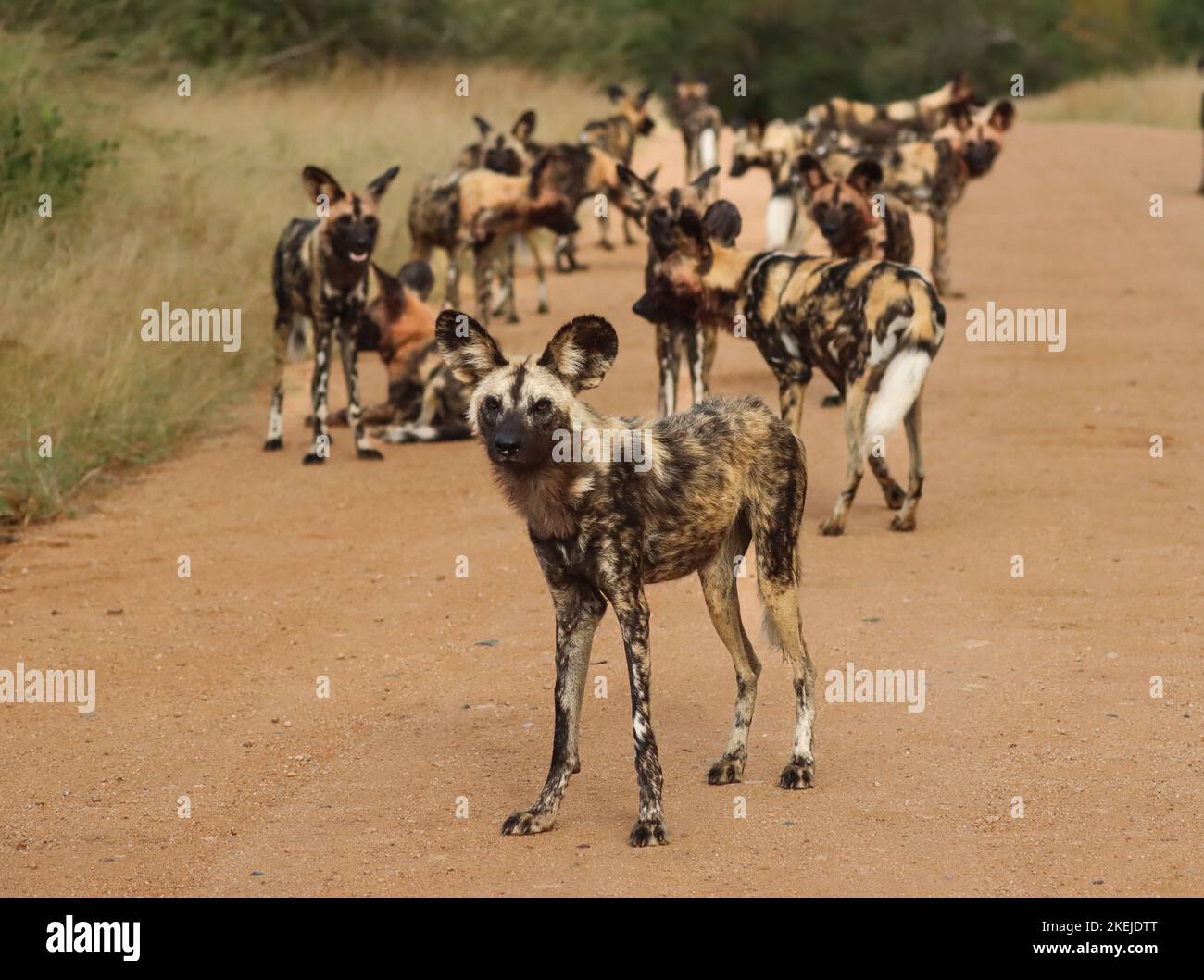 A group of African wild dogs at Kruger National Park in South Africa ...