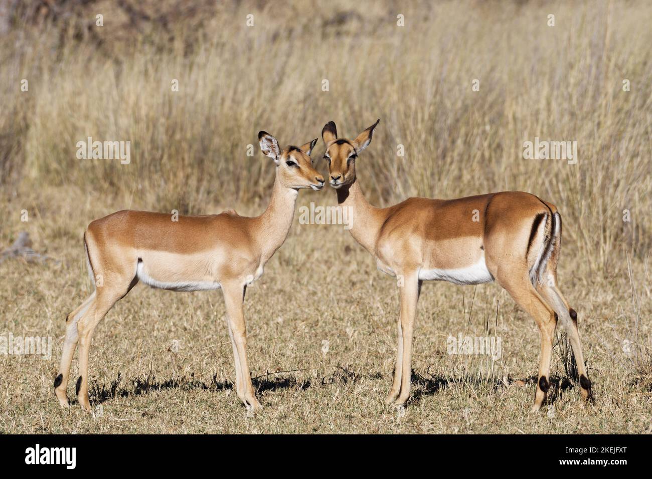 Common impalas (Aepyceros melampus), two females in dry grassland ...