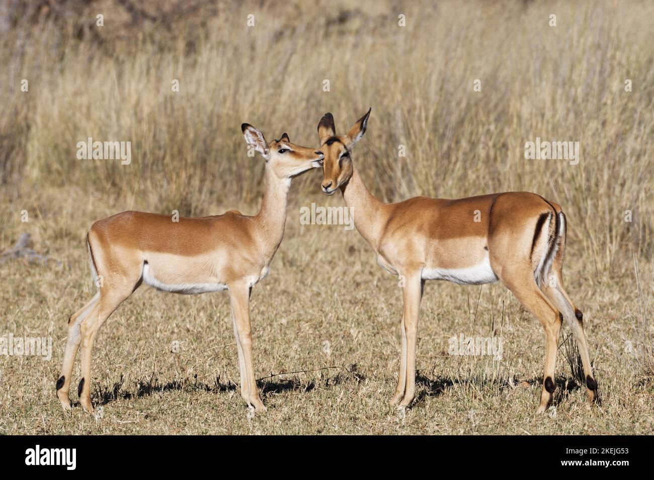 Common impalas (Aepyceros melampus), two females in dry grassland ...