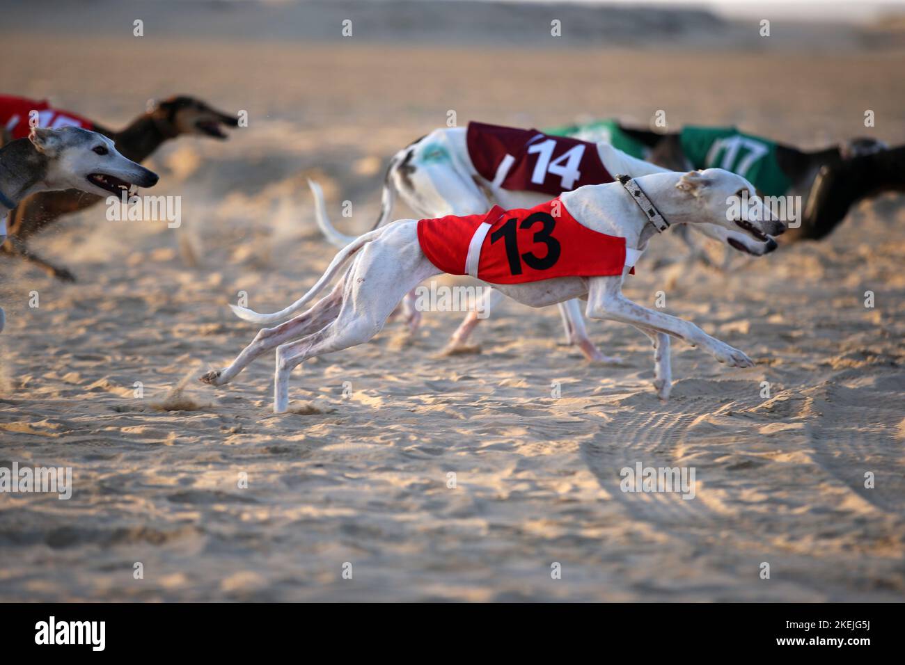Hunderennen in der WŸste © diebilderwelt / Alamy Stock Stock Photo - Alamy