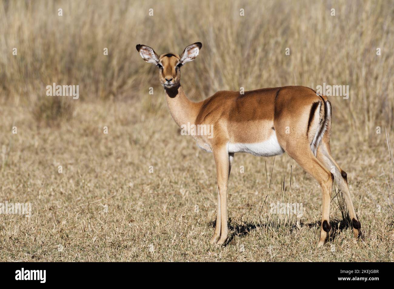 Common impala (Aepyceros melampus), adult female standing in dry ...