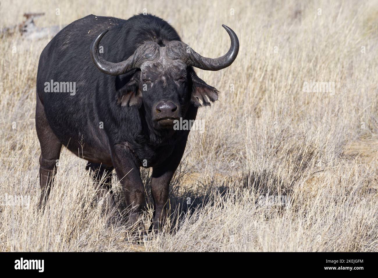 Cape buffalo (Syncerus caffer), adult male in tall dry grass, eye ...