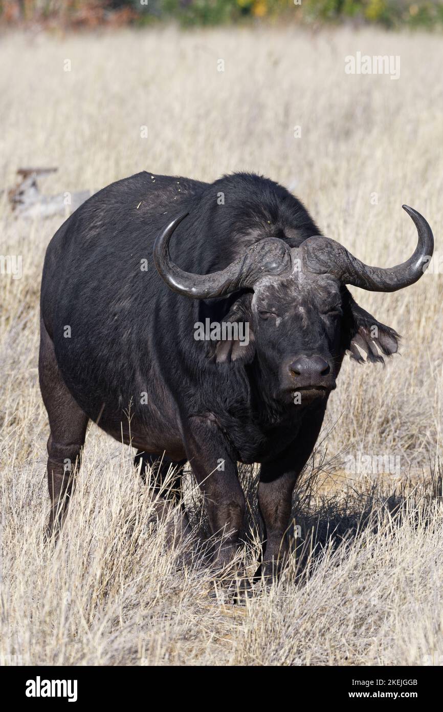 Cape buffalo (Syncerus caffer), adult male in tall dry grass, eye ...
