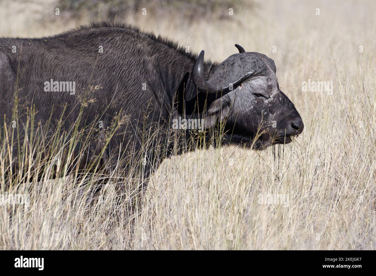 Cape buffalo (Syncerus caffer), adult male feeding on grass, Mahango ...