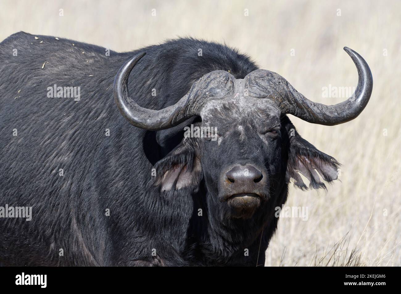 Cape buffalo (Syncerus caffer), adult male in tall dry grass, eye ...