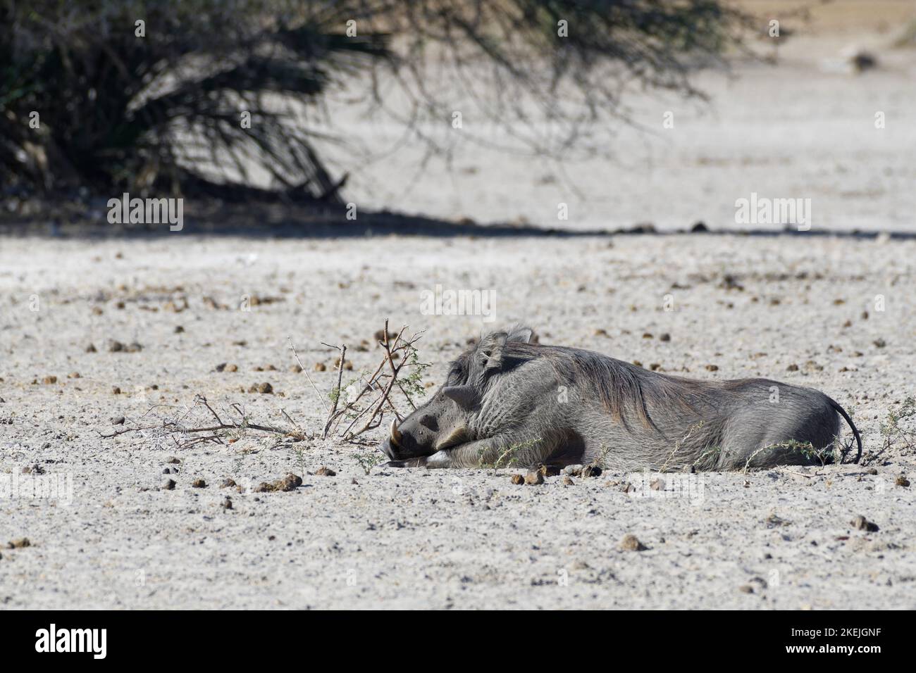 Common warthog (Phacochoerus africanus), resting adult lying on the dry ...