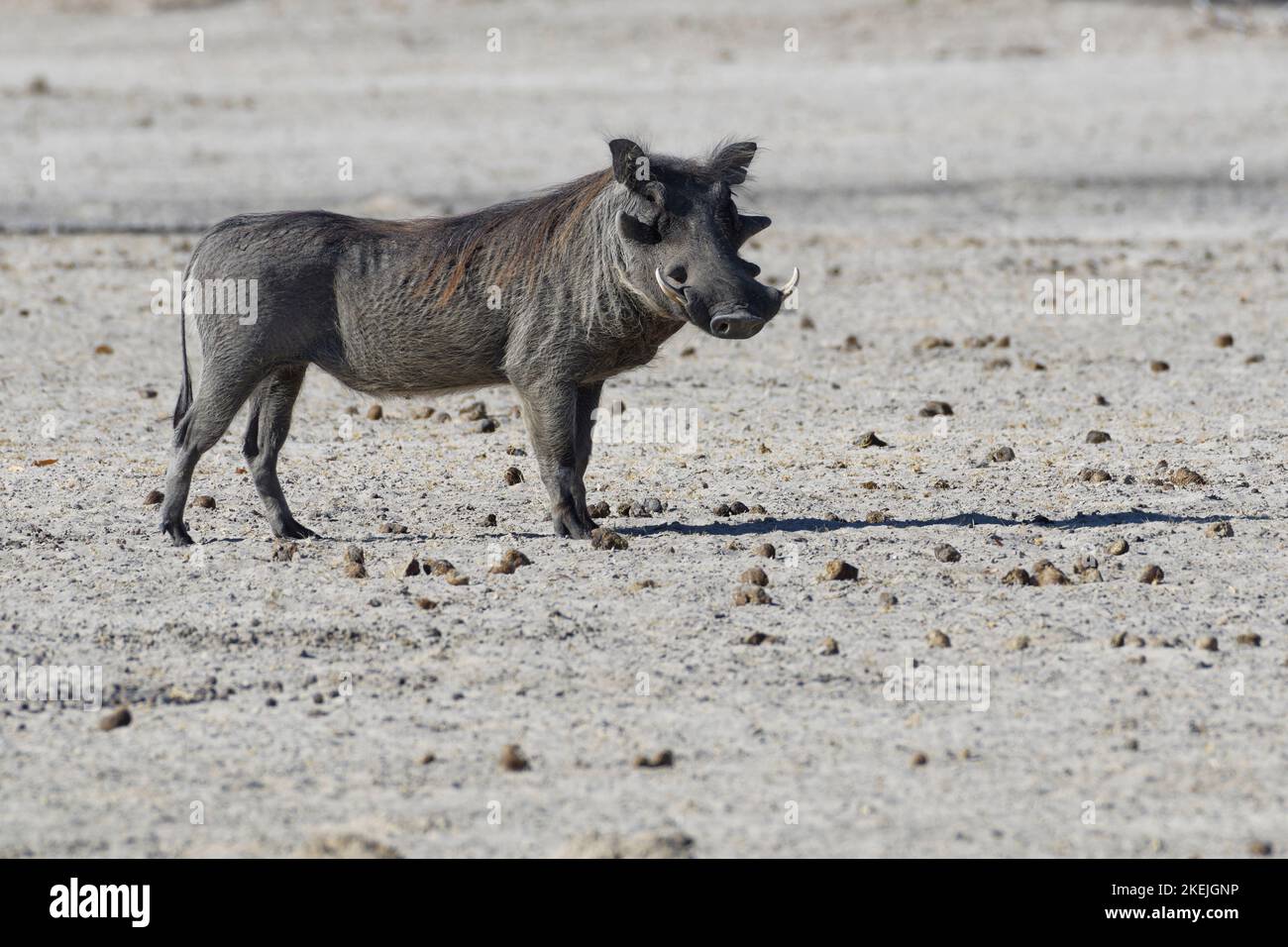 Common warthog (Phacochoerus africanus), adult standing on the dry ...