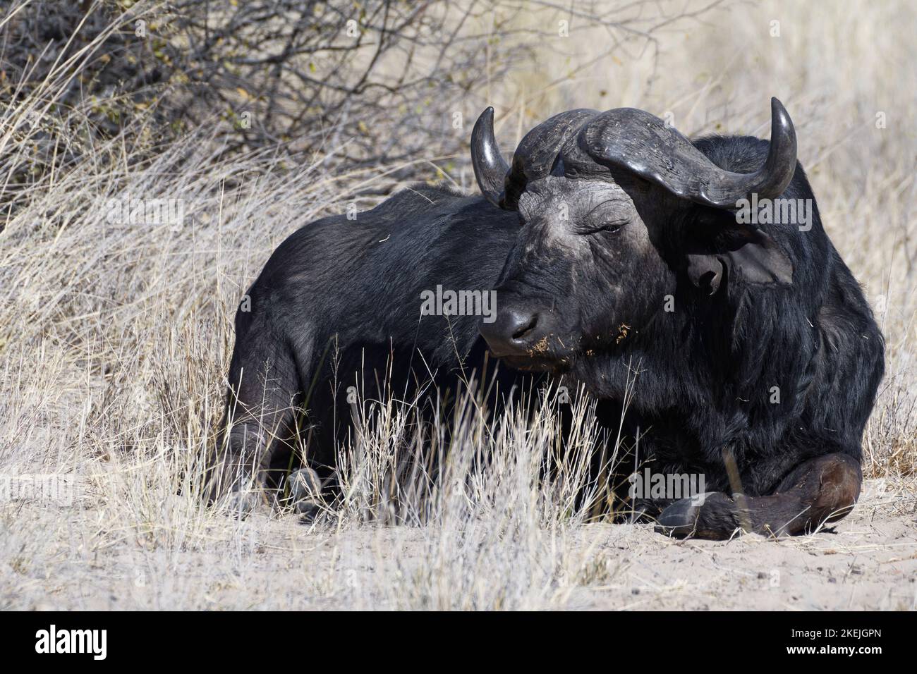 Cape buffalo (Syncerus caffer), adult male lying in dry grass, eye ...