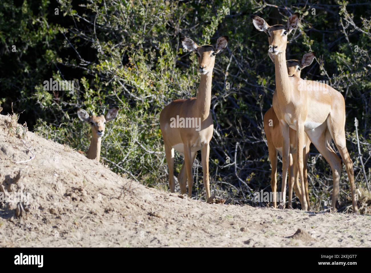 Common impalas (Aepyceros melampus), group of adult females with young ...