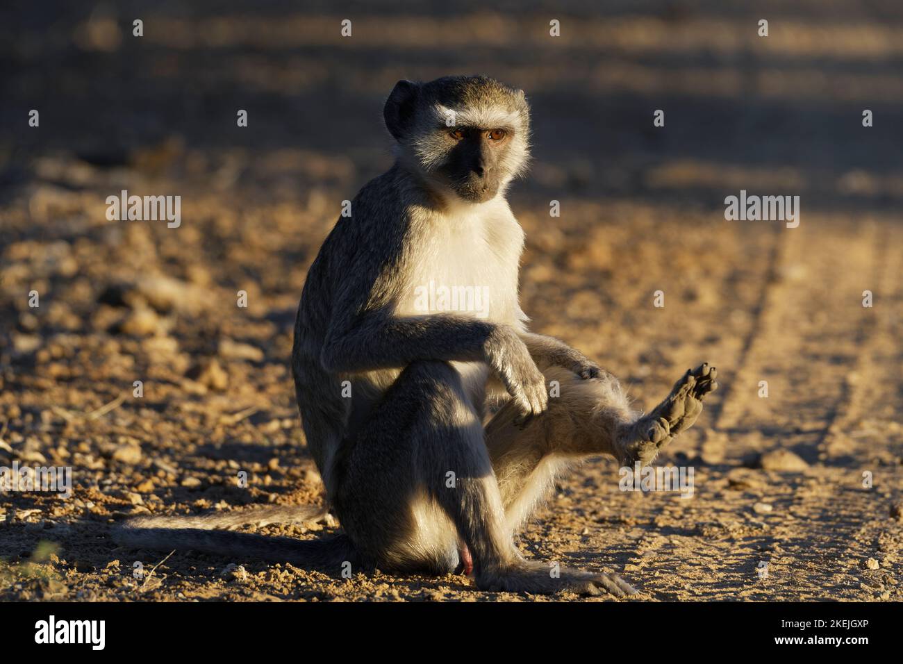 Vervet monkey (Chlorocebus pygerythrus), adult male sitting on a dirt ...