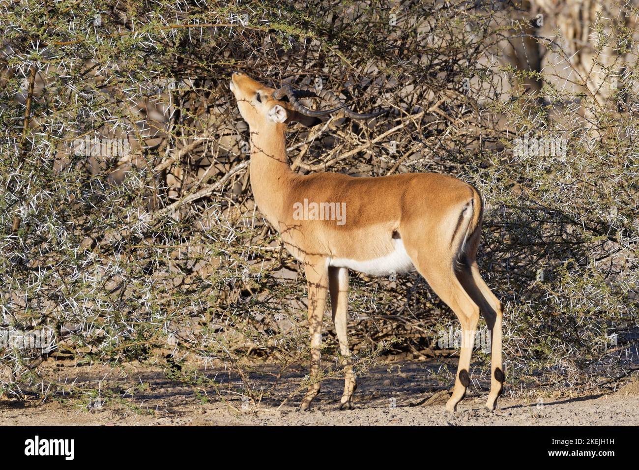 Common impala (Aepyceros melampus), adult male looking for acacia ...