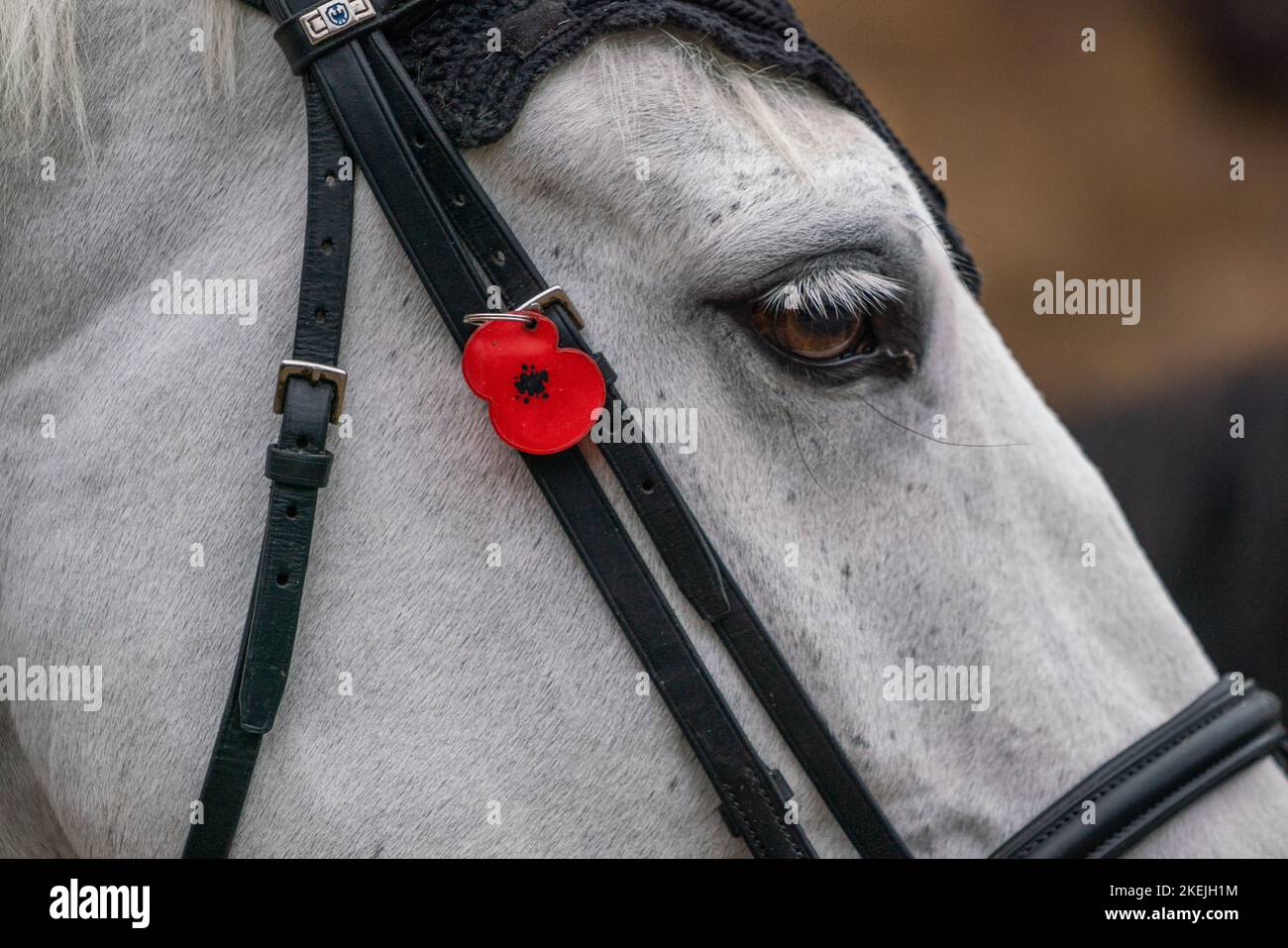 London UK. 13 November 2022. A remembrance poppy is attached to the ...
