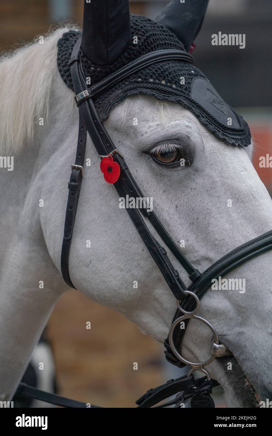 London UK. 13 November 2022. A remembrance poppy is attached to the ...