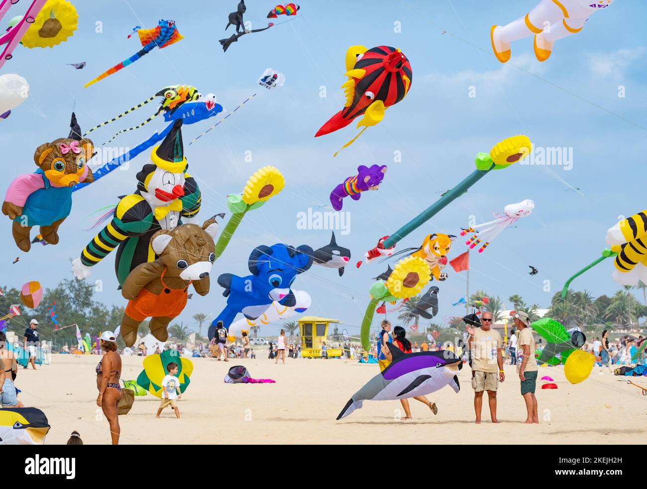 Fuerteventura, Canary Islands, Spain. 12th November, 2022. Hundreds of ...