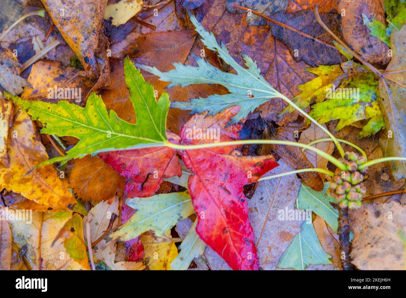 autumn season warm sunlight with colorful trees and leaves in park ...