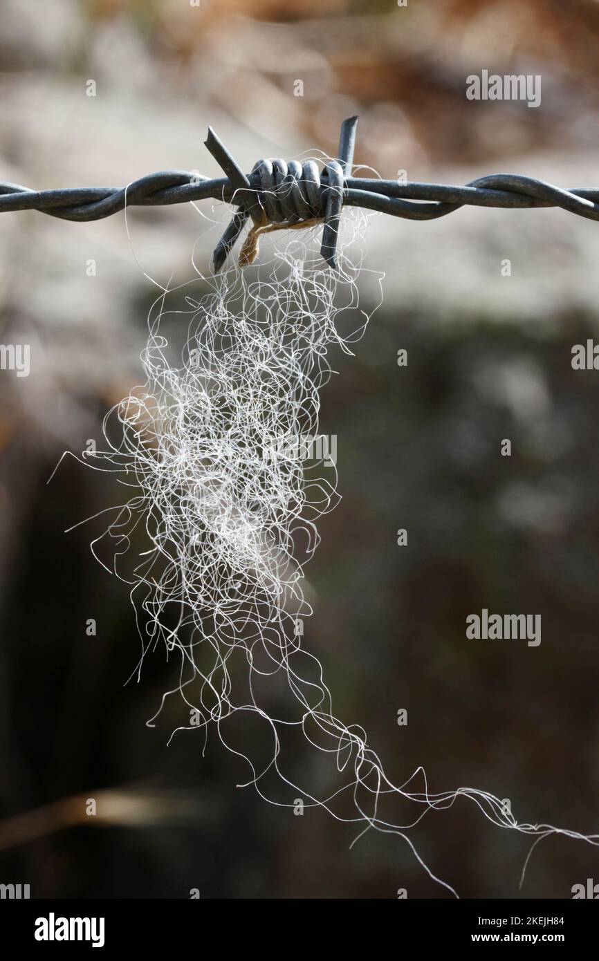 Razor wire on steel gate hi-res stock photography and images - Alamy