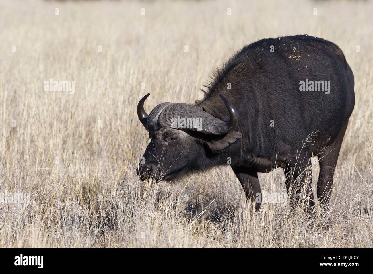 Cape buffalo (Syncerus caffer), adult male feeding on grass, Mahango ...