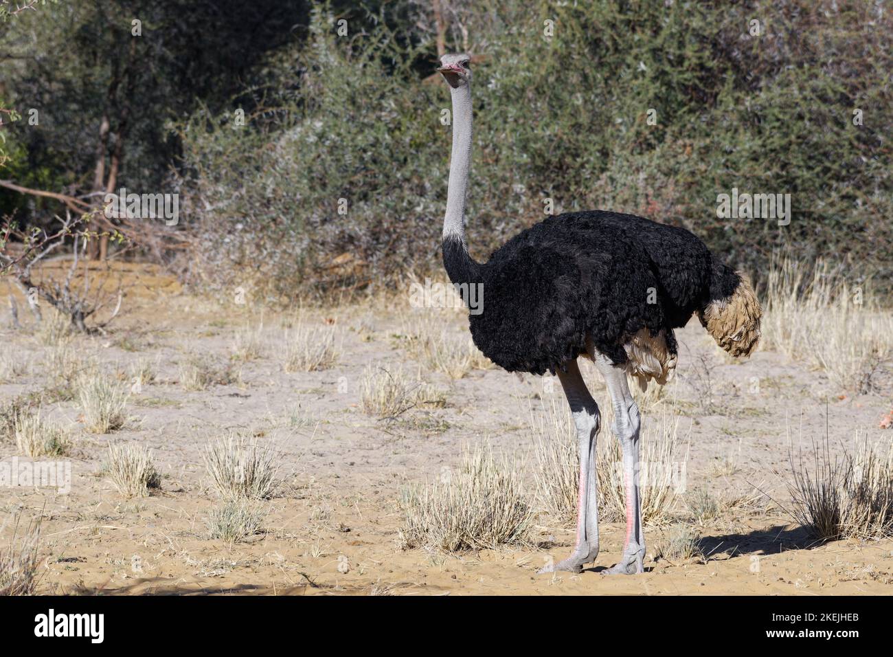 South African ostrich (Struthio camelus australis), adult male, Mahango ...