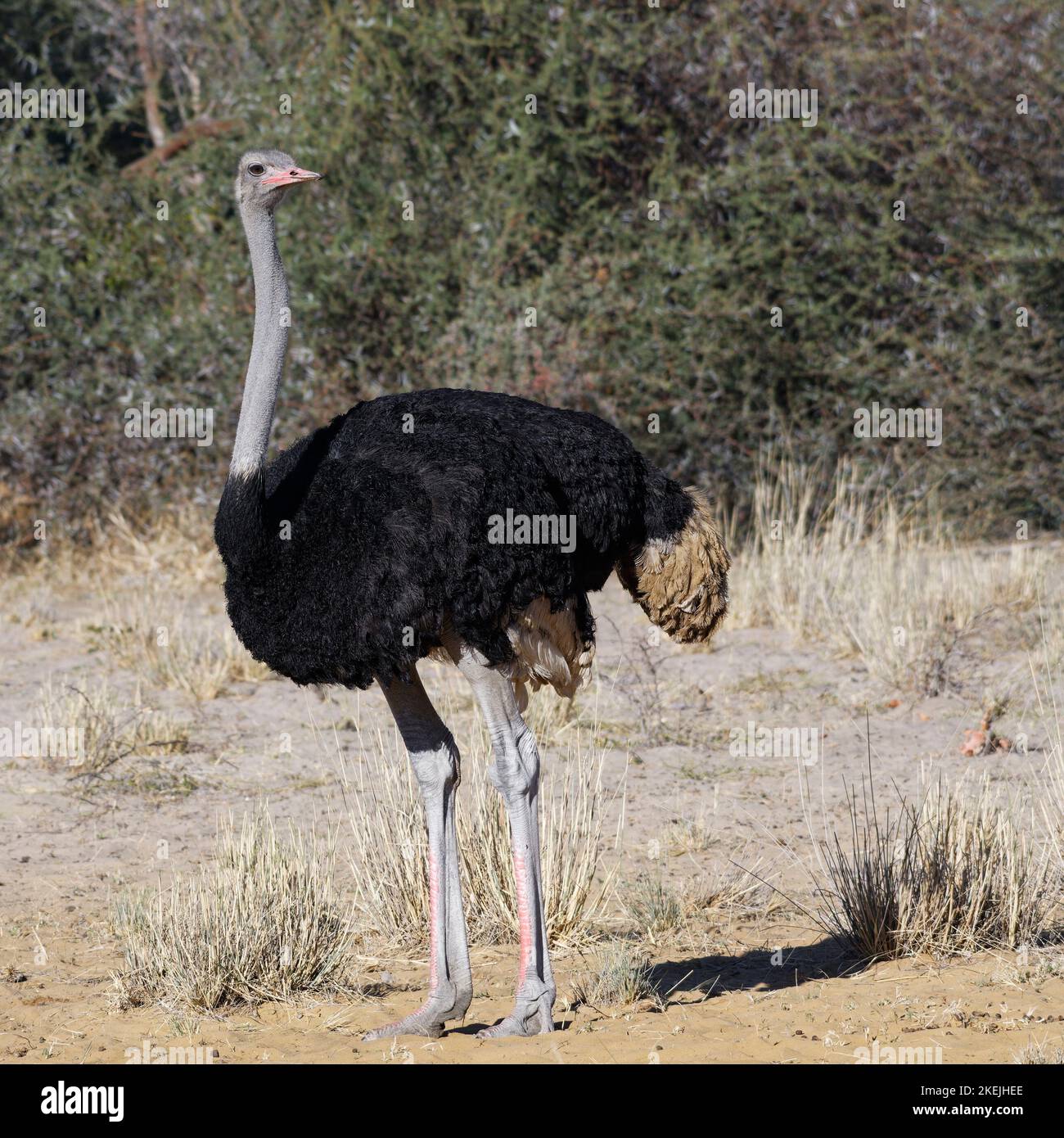 South African ostrich (Struthio camelus australis), adult male, Mahango ...