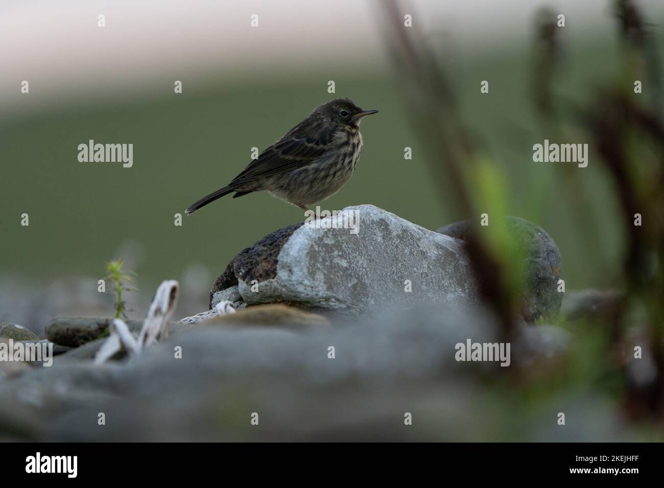 A beautiful shot of a magpie-robin standing on the stone with blurred ...