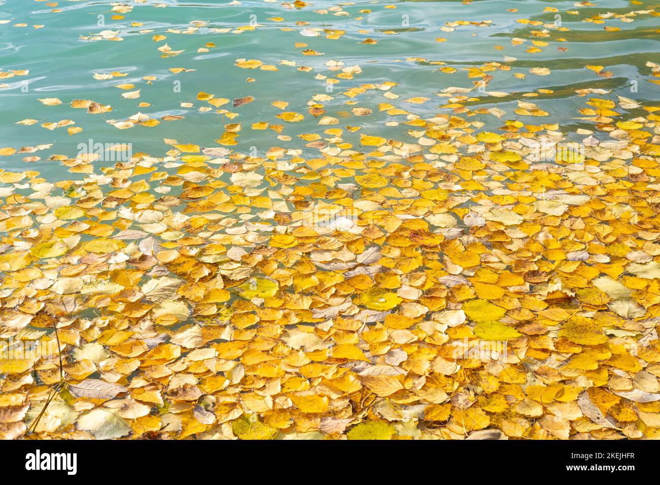 Autumn yellow fallen leaves on float on water, background texture. Colourful fall leaves in pond ...