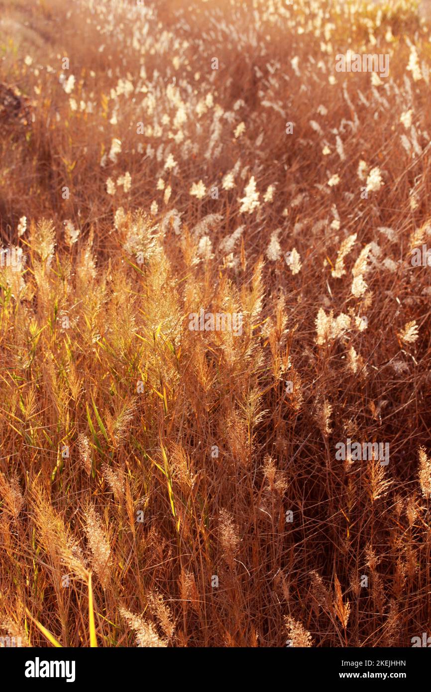 Yellow grass in nature. Nature abstract texture background Stock Photo ...