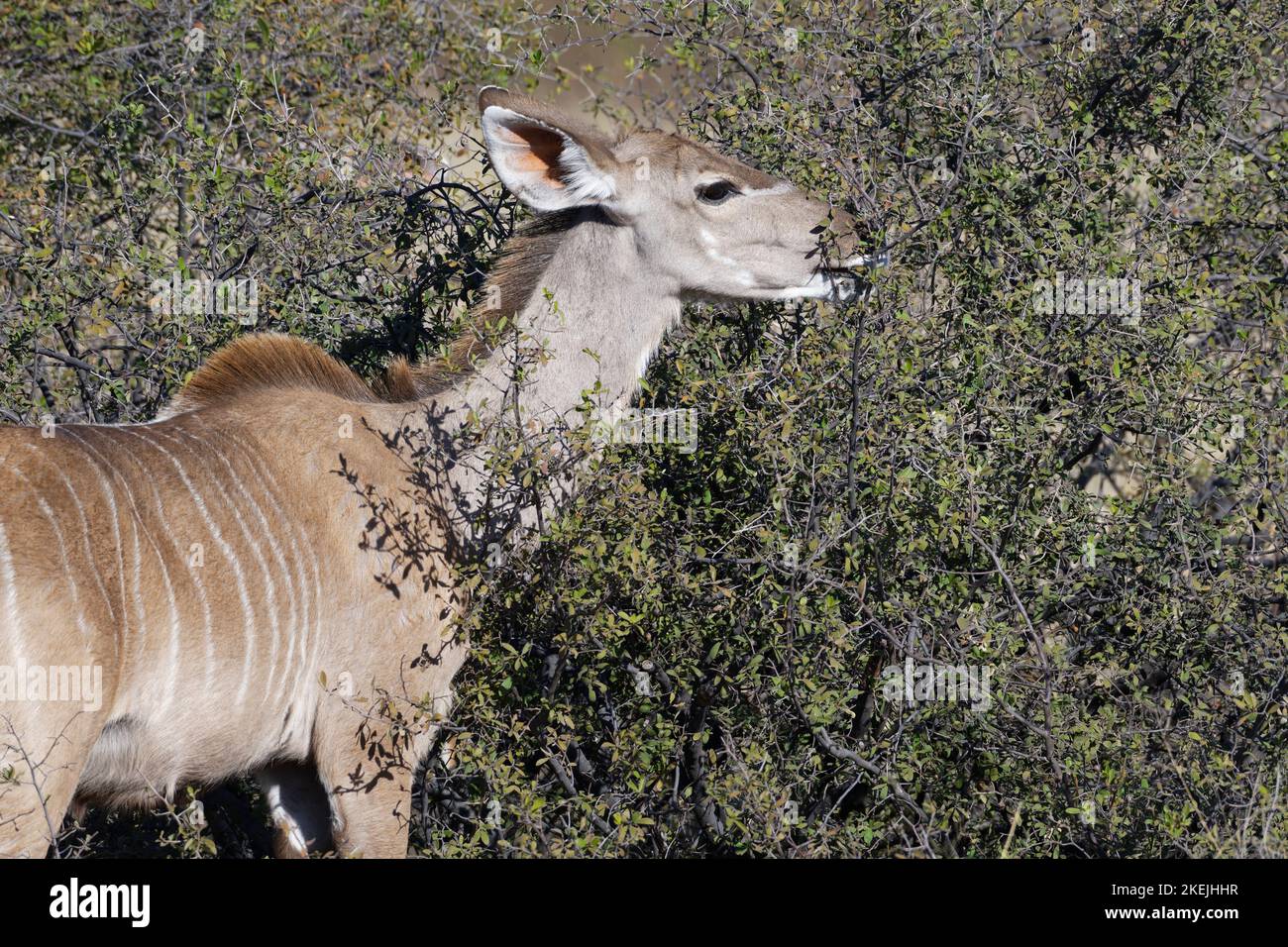 Greater kudu (Tragelaphus strepsiceros), adult female among the shrubs ...